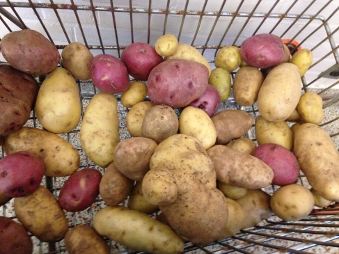 At Bridgeport PS, “the Potatoes are coming!” (Waterloo Region District ...